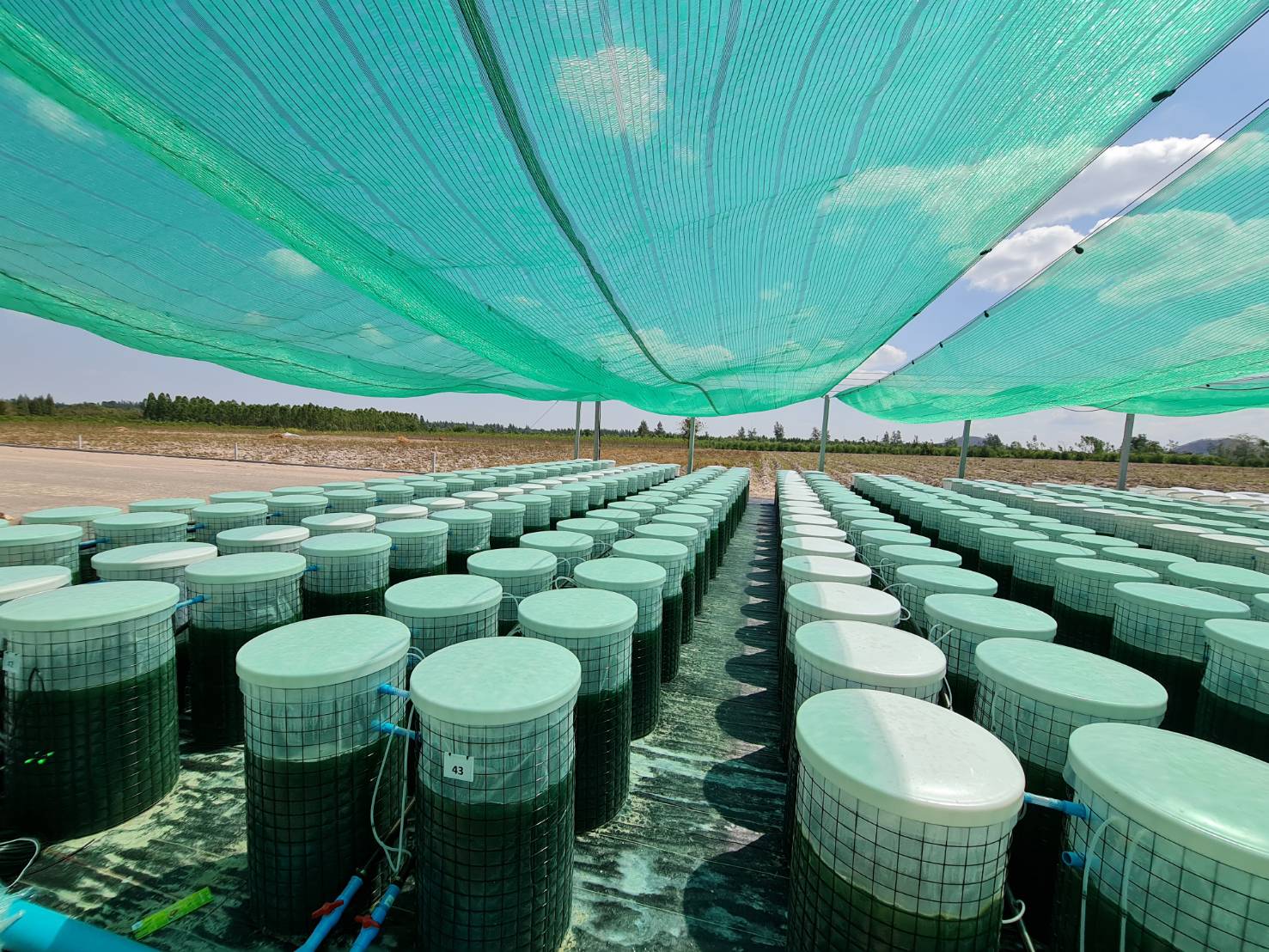 Spirulina, a plant-based superfood - EnerGaia - Producers of fresh ...